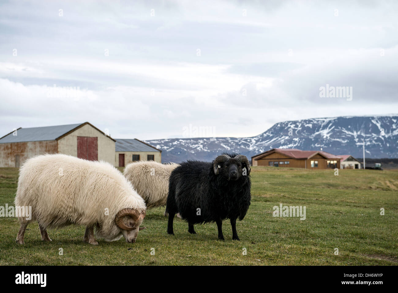 Sheep in North Iceland Europe Stock Photo - Alamy