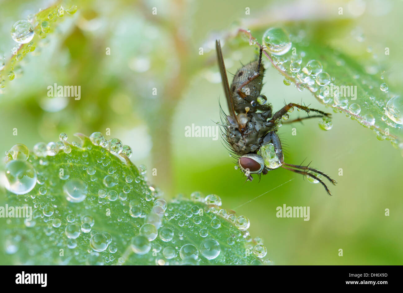 fly on the leaf full of dew drops-macro photography Stock Photo - Alamy