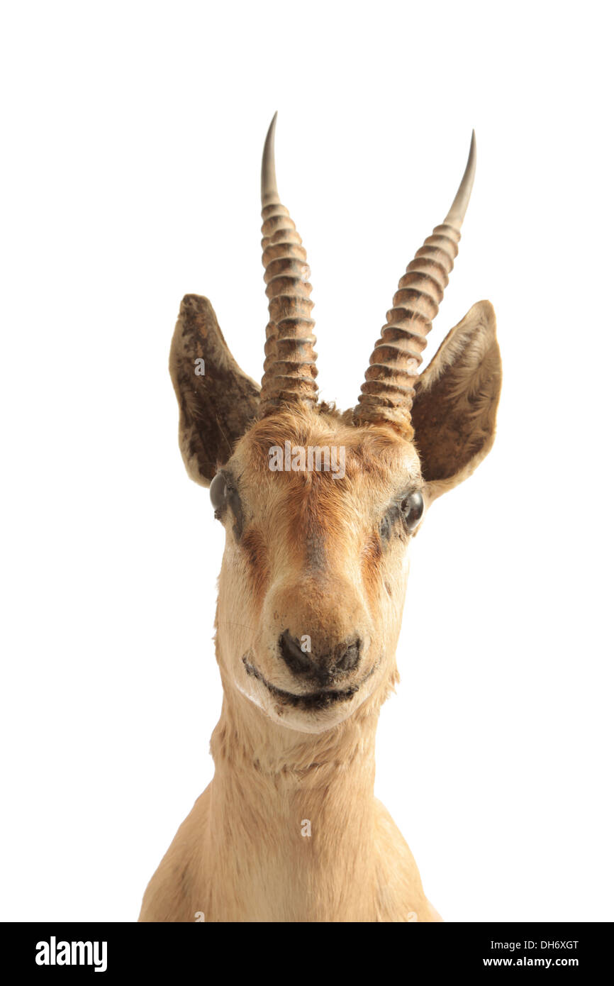 Impala isolated on white background Stock Photo - Alamy