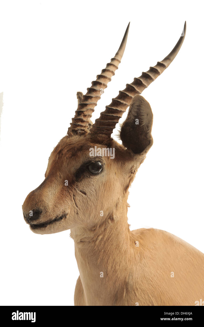 Impala isolated on white background Stock Photo - Alamy