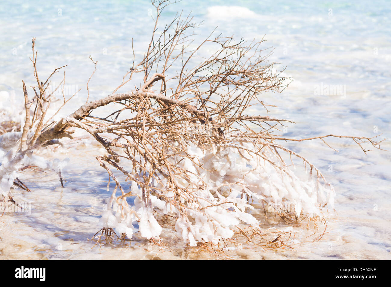 branch of a tree covered with salt Stock Photo - Alamy