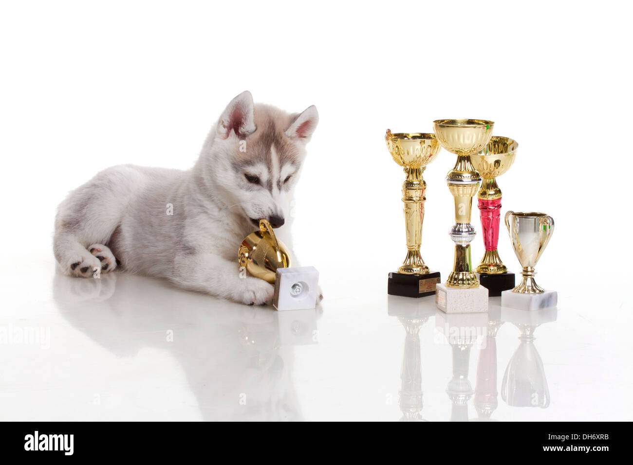 Prize cub hi-res stock photography and images - Alamy