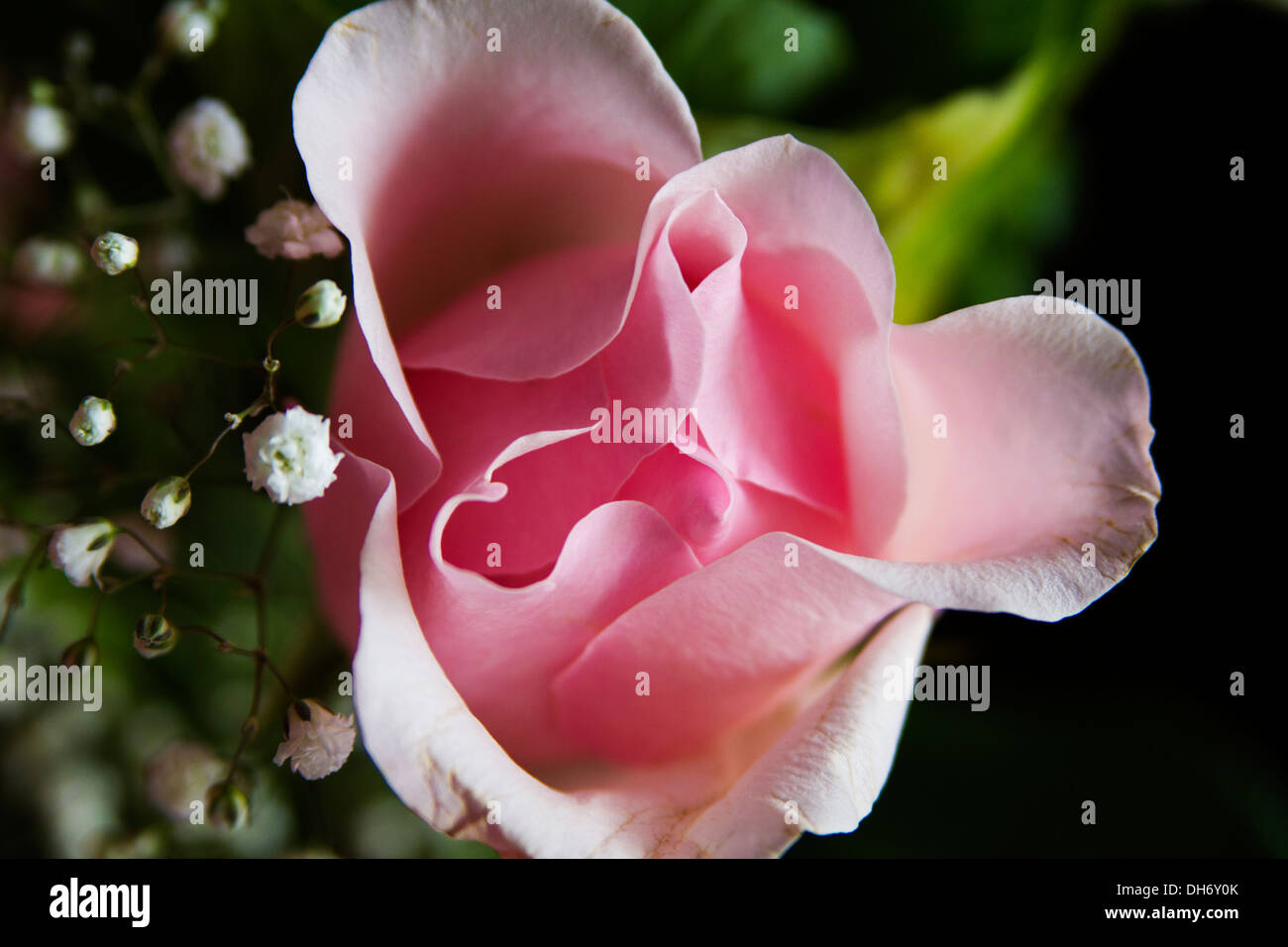 Fresh roses hi-res stock photography and images - Alamy