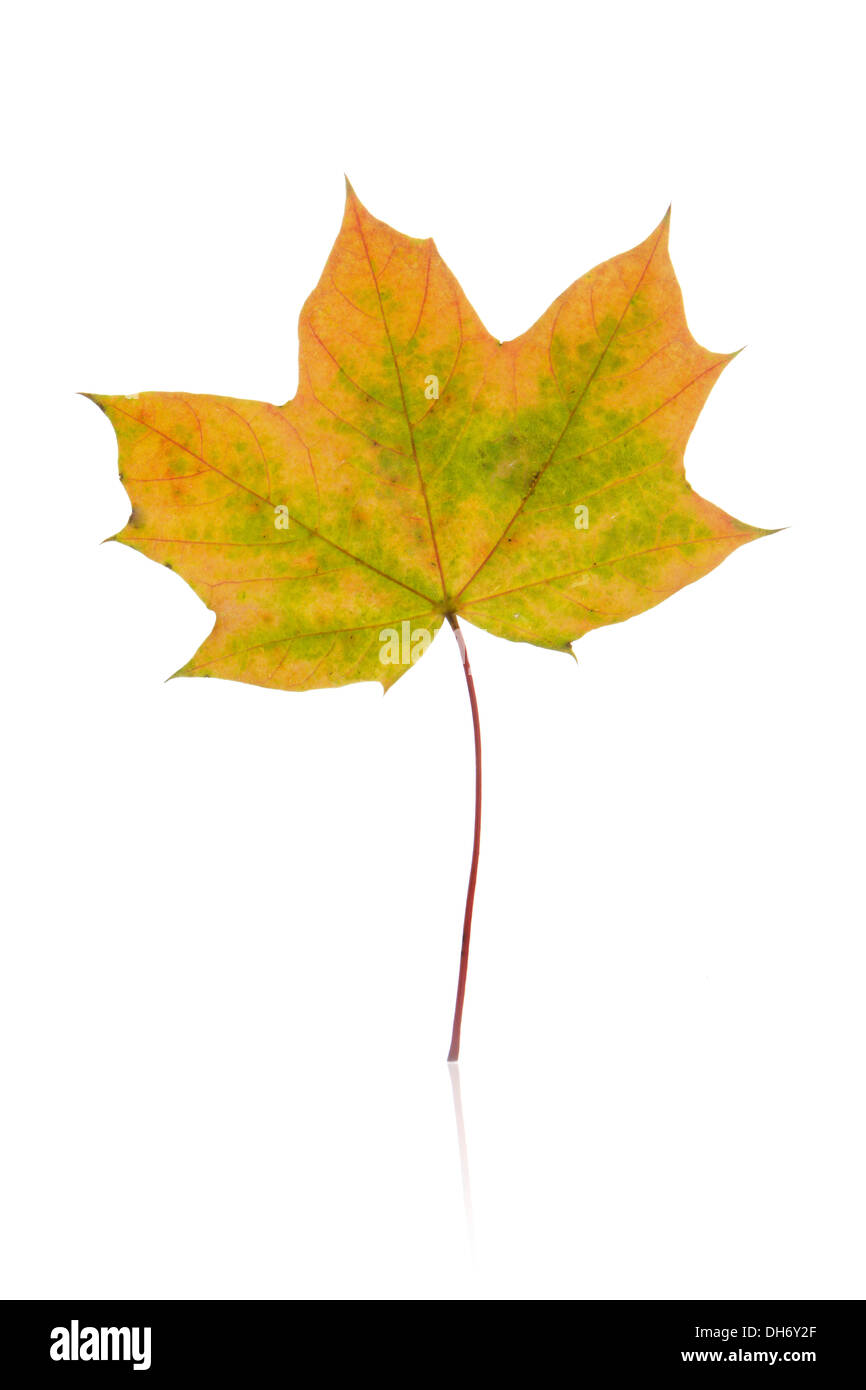 Autumn leaf isolated with white background Stock Photo - Alamy