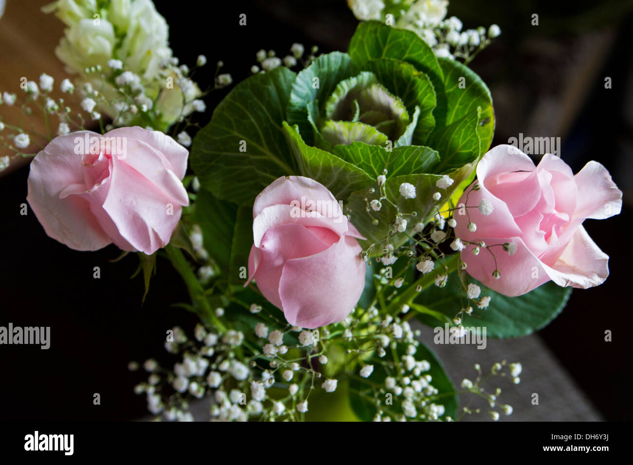 Cabbage roses hi-res stock photography and images - Alamy