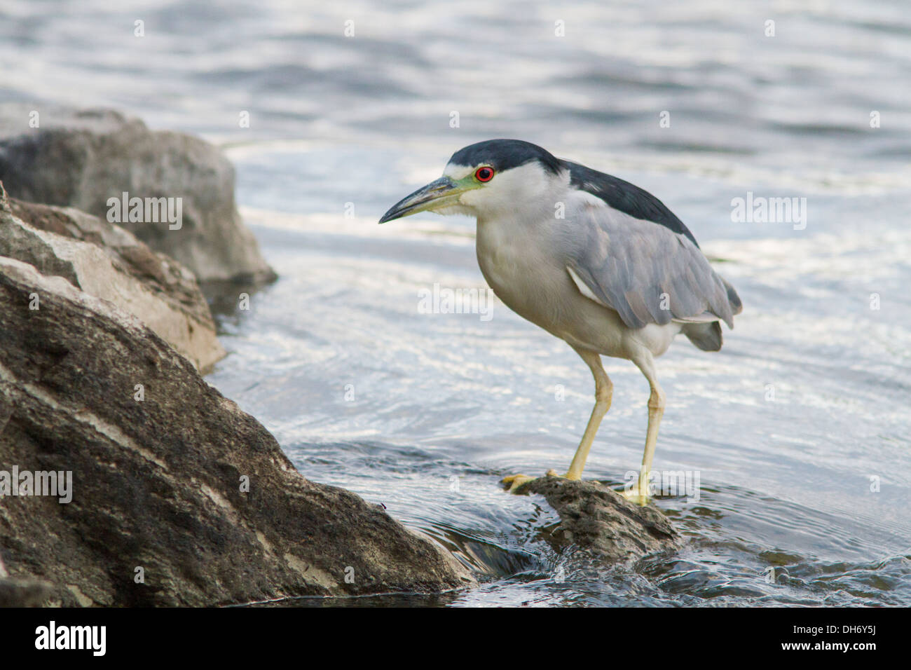 Black-crowned night-heron (Nycticorax nycticorax Stock Photo - Alamy