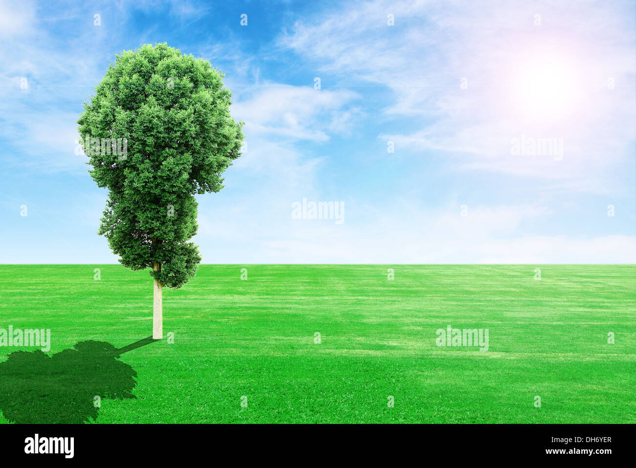 green grass field and tree with sun and blue sky Stock Photo - Alamy