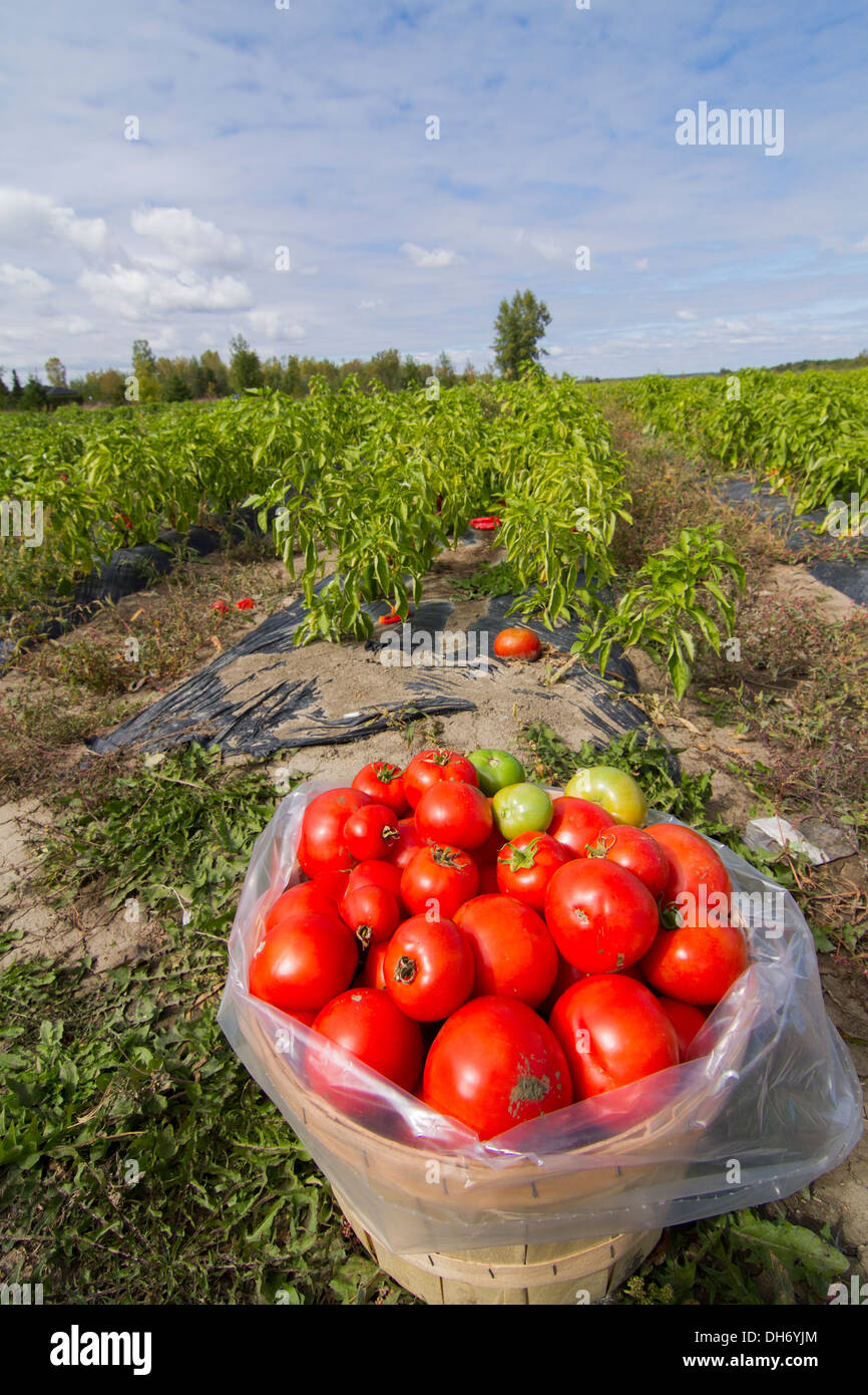 Field tomatoes hi-res stock photography and images - Alamy