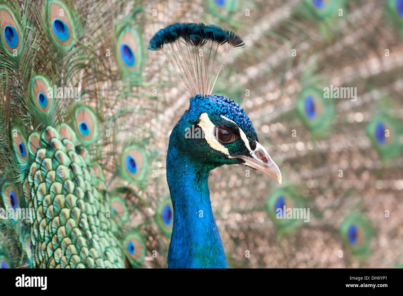 peacock, peafowl macro with head and Stock Photo - Alamy