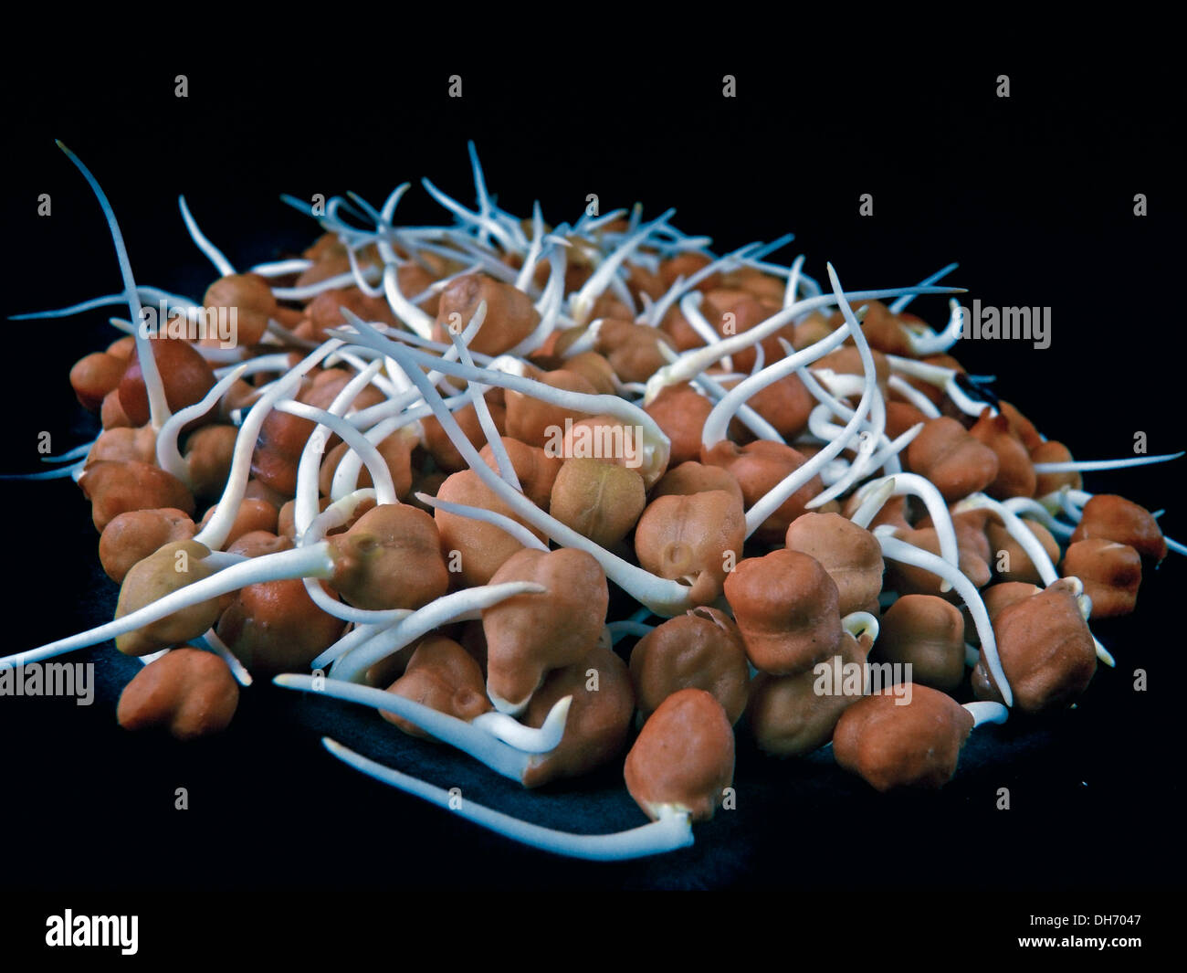 Sprouted Cicer Arietinum Stock Photo - Alamy