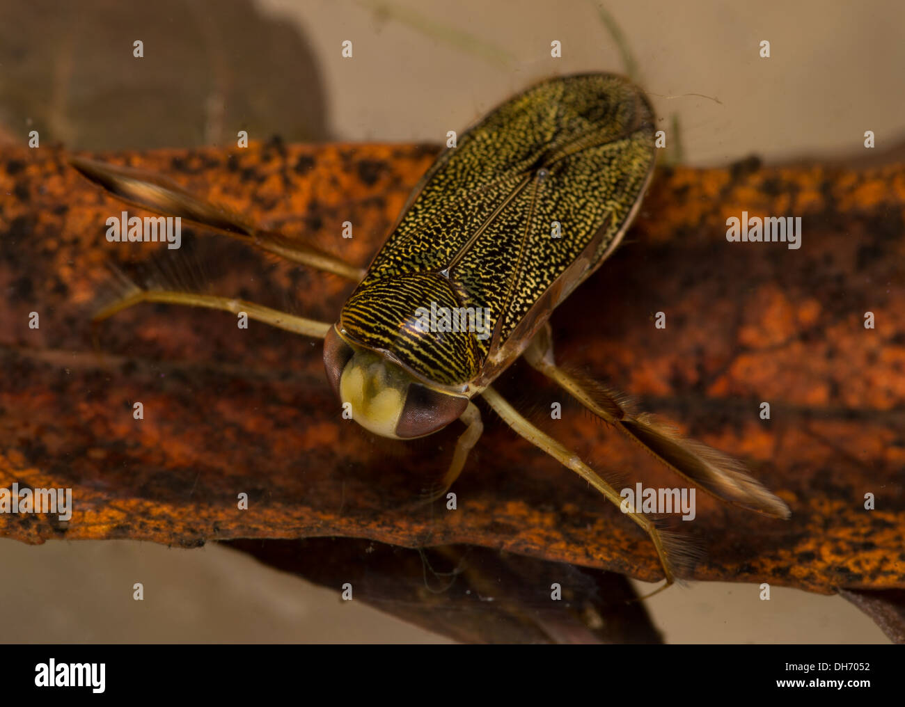 Lesser water boatman underwater Taken in a photographic aquarium and ...