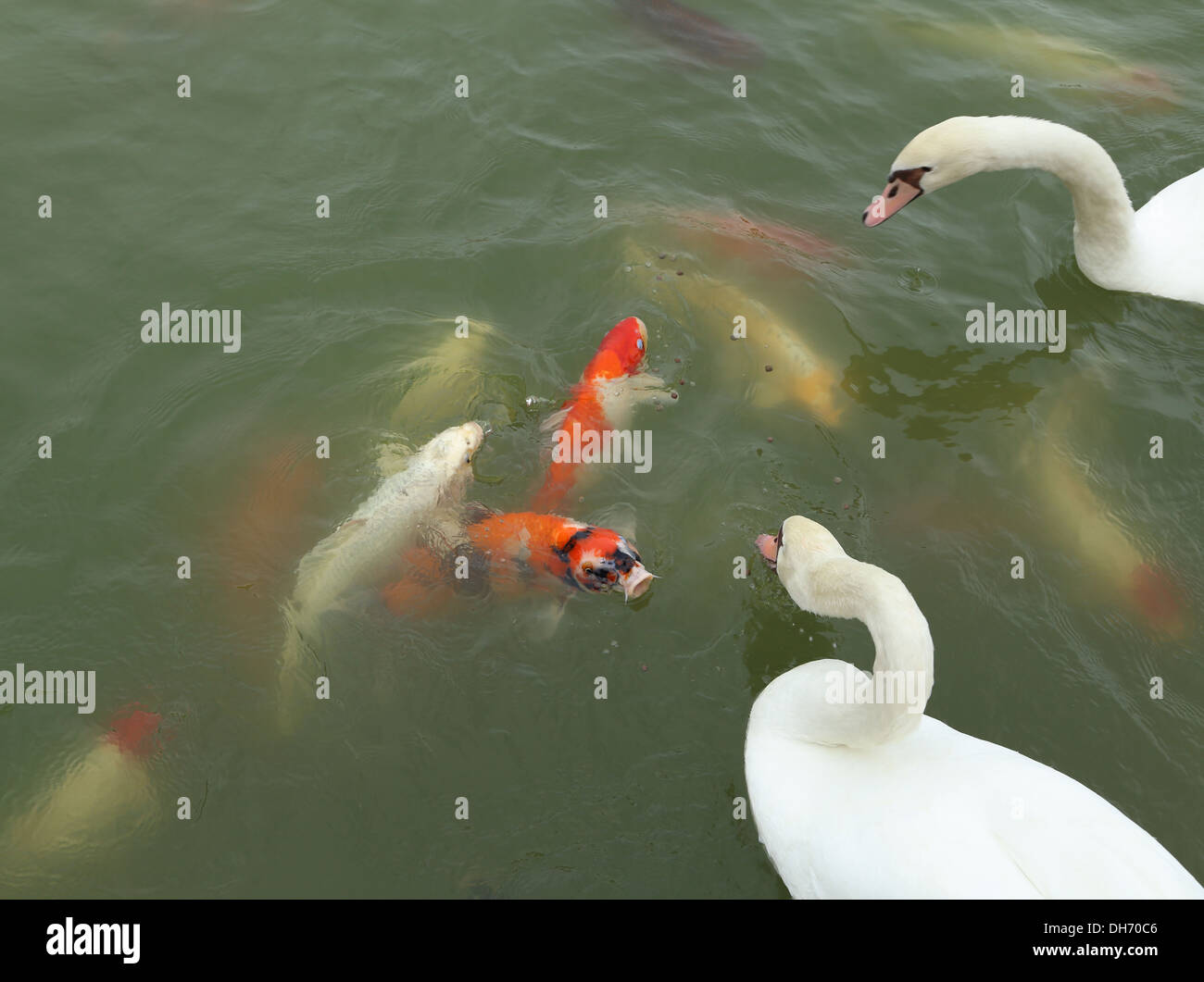 swan with koi fish swimming in the pond Stock Photo - Alamy