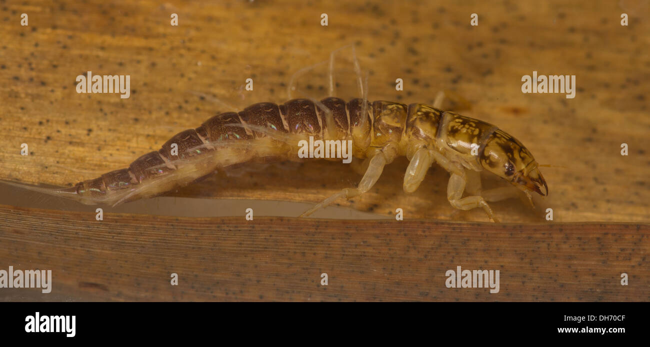 An alderfly larva underwater. Taken in a photographic aquarium and ...