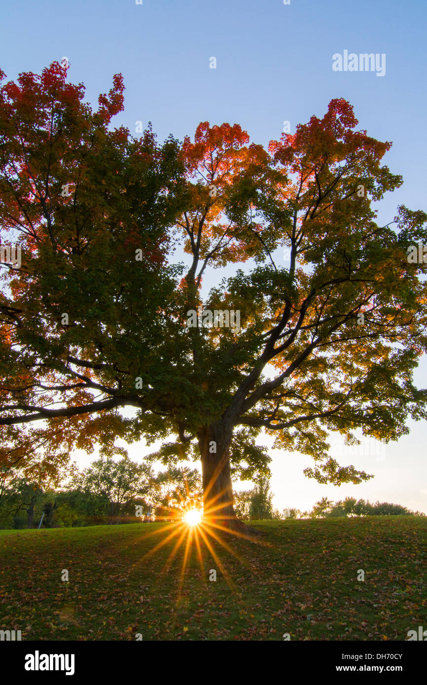 Old Sugar maple tree in spectacular October sunset Stock Photo - Alamy