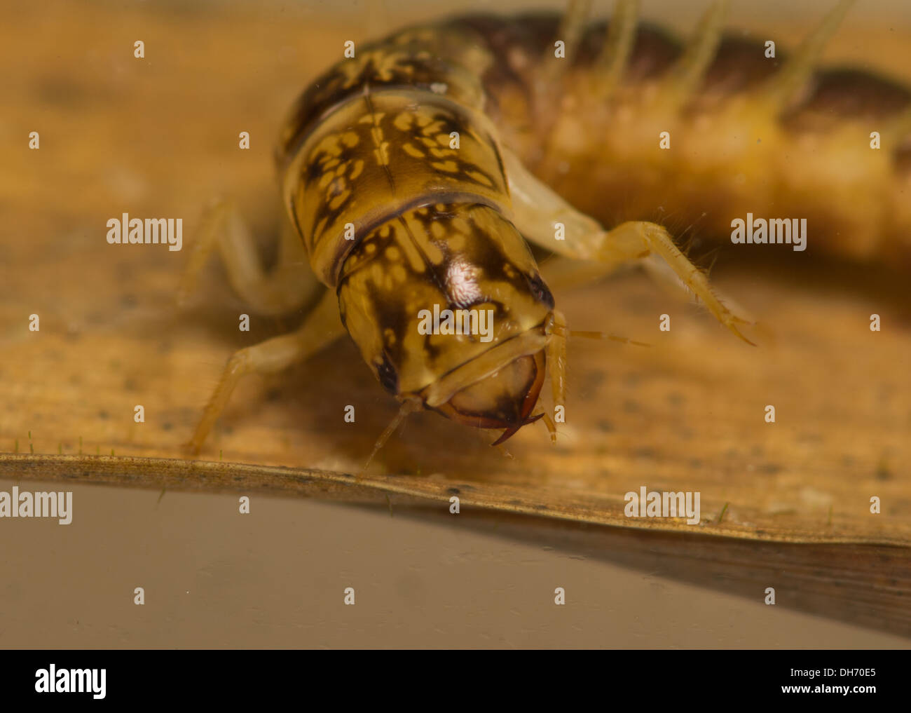 Aquatic larva hi-res stock photography and images - Alamy