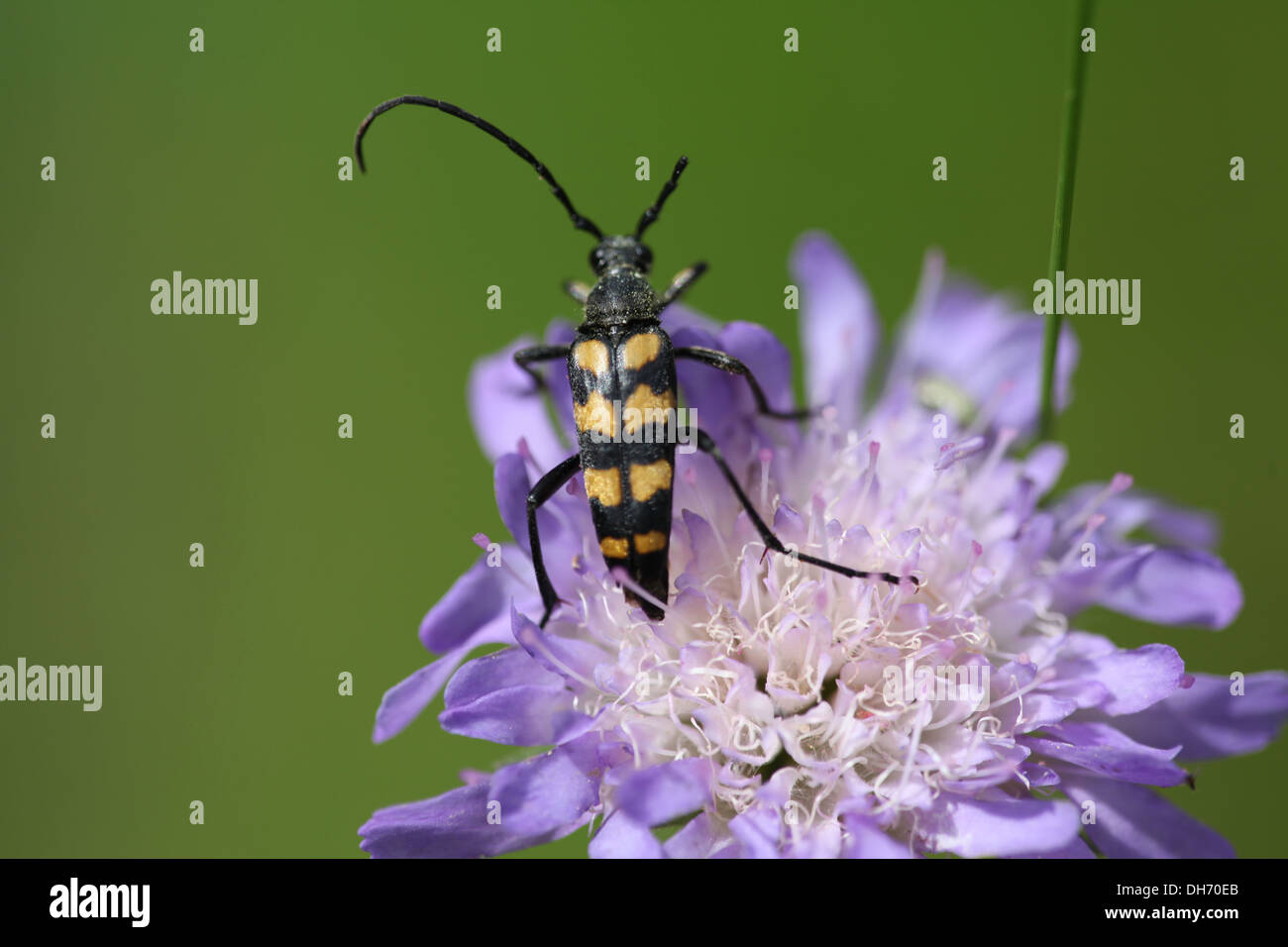 lovely bug on the violet flower Stock Photo - Alamy