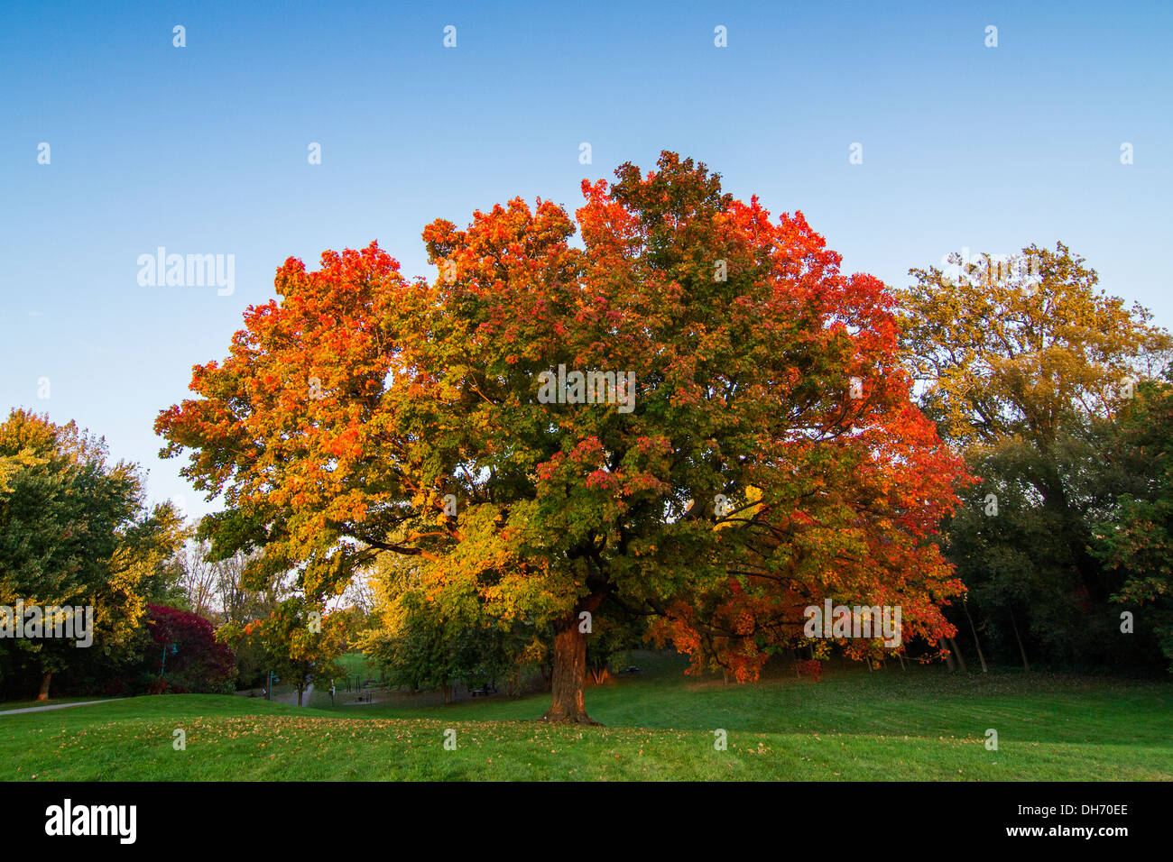 Old Sugar maple tree in spectacular October sunset Stock Photo - Alamy