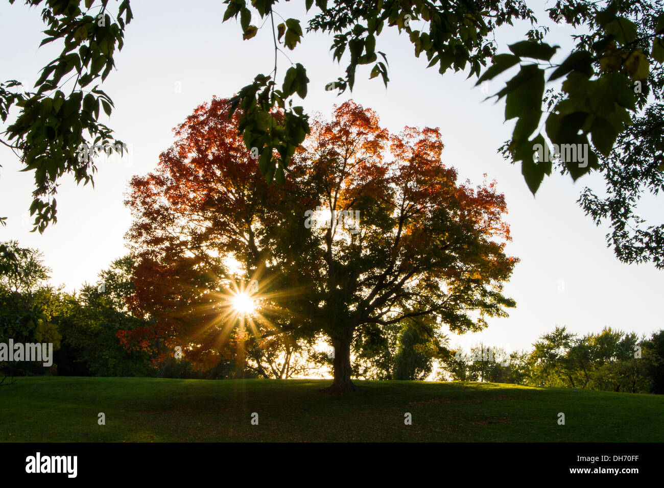 Old Sugar maple tree in spectacular October sunset Stock Photo - Alamy
