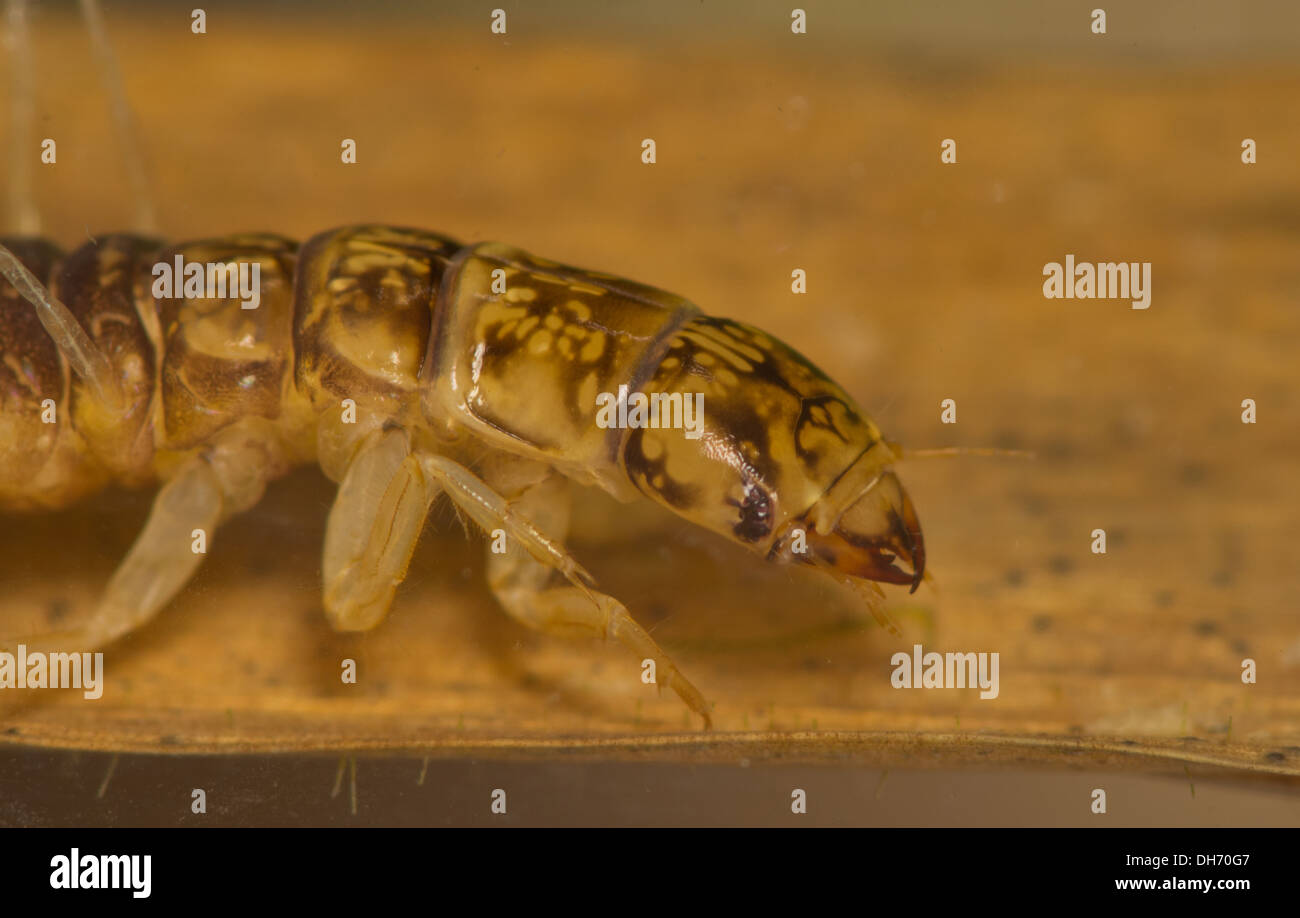 An alderfly larva underwater. Taken in a photographic aquarium and ...