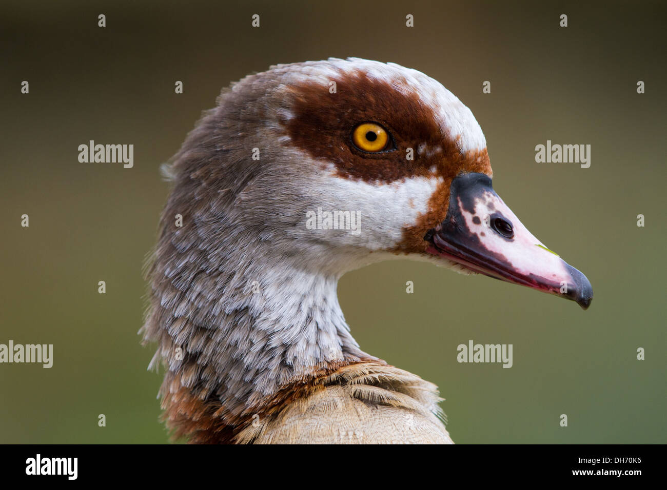 Egyptian goose in profile hi-res stock photography and images - Alamy