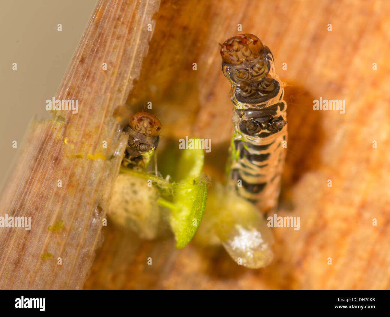Aquatic larvae hi-res stock photography and images - Alamy