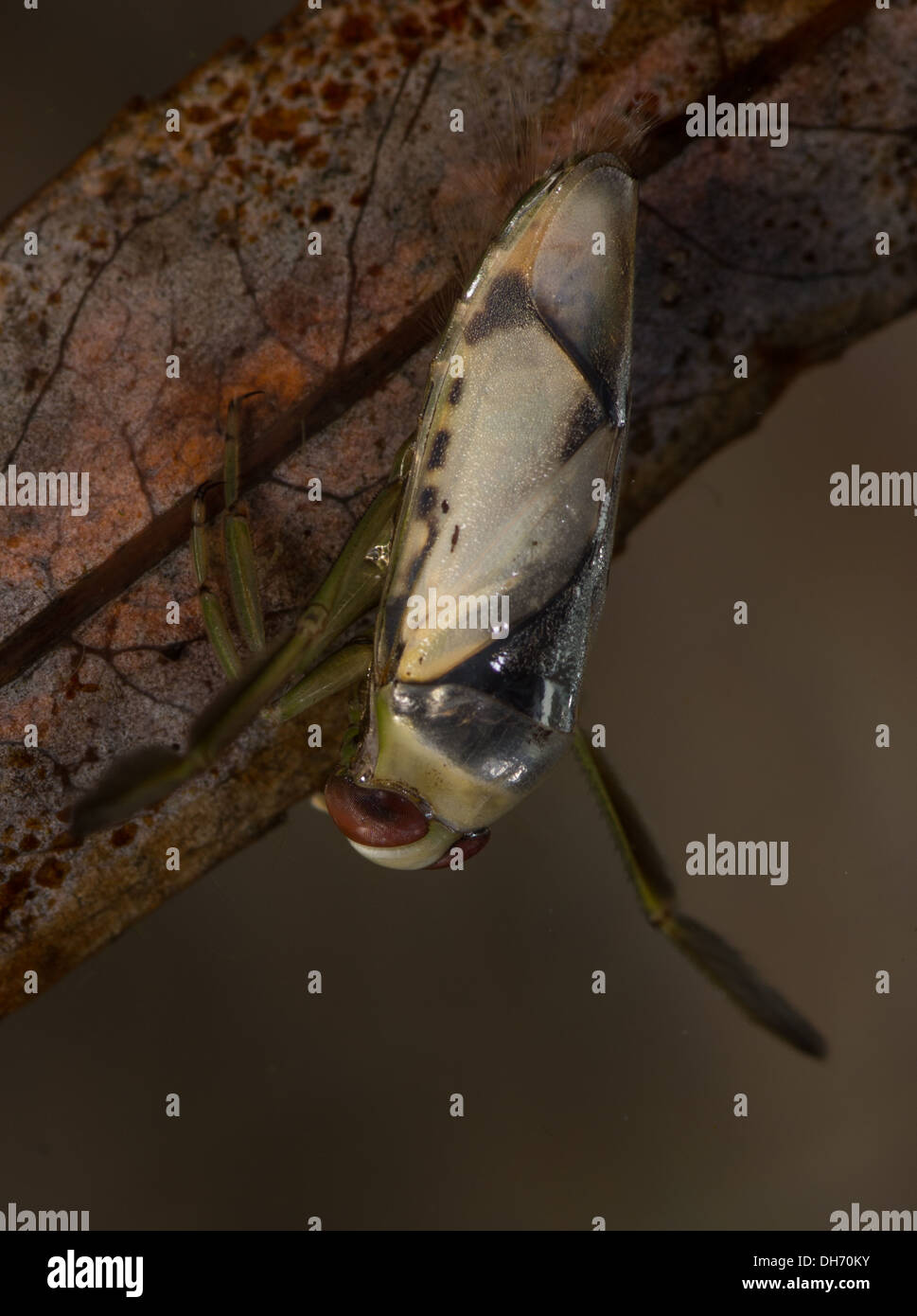Small backswimmer or greater water boatman Notonecta viridis underwater ...