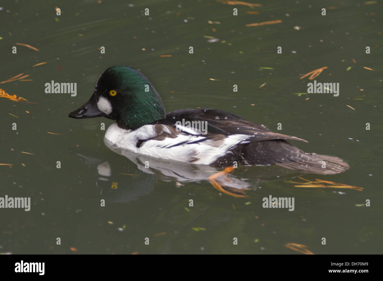 Common Goldeneye. Swimming in lake, side profile Stock Photo - Alamy