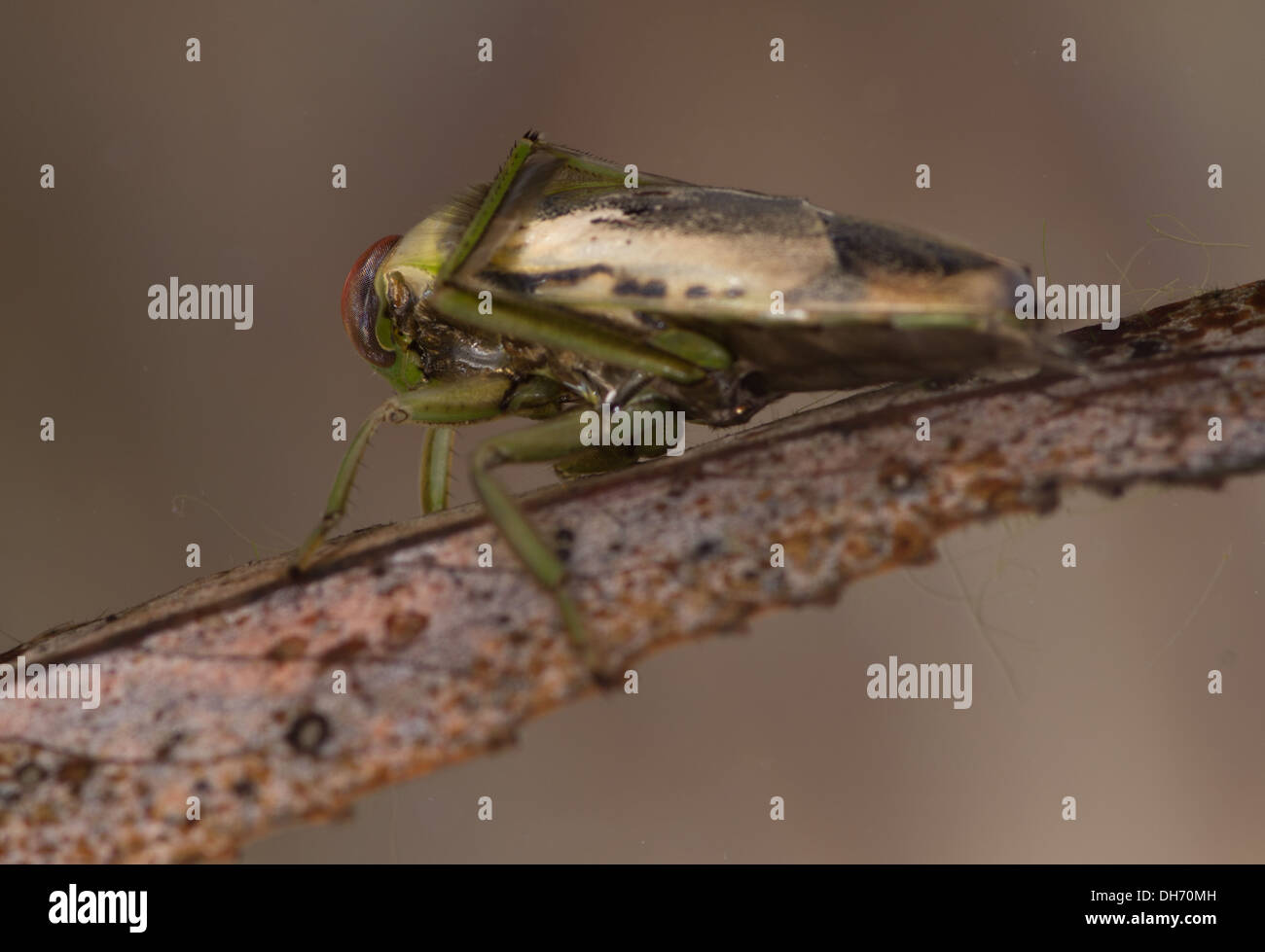 Small backswimmer or greater water boatman Notonecta viridis underwater ...
