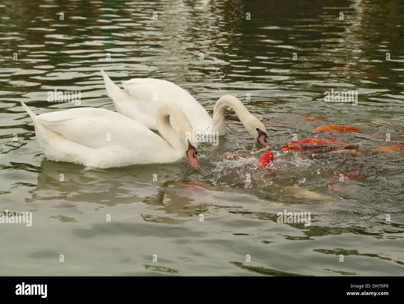 swan with koi fish swimming in the pond Stock Photo - Alamy