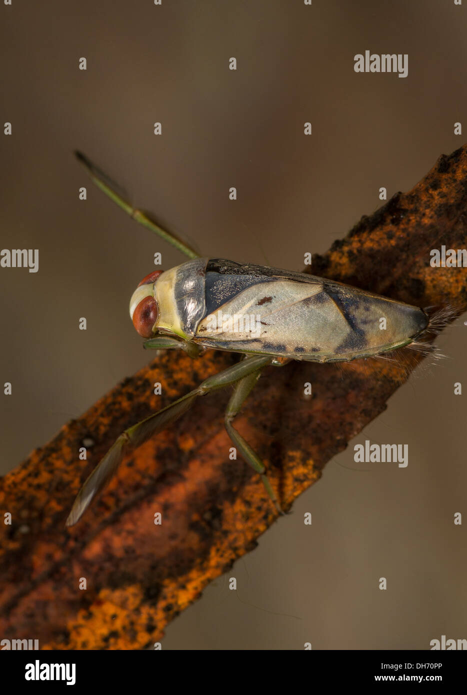 Small backswimmer or greater water boatman Notonecta viridis underwater ...