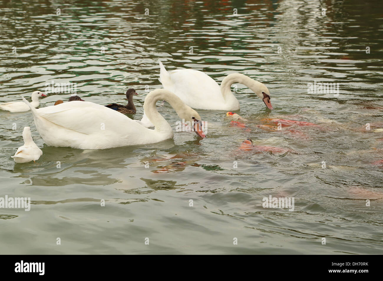 swan and duck with koi fish swimming in the pond Stock Photo - Alamy