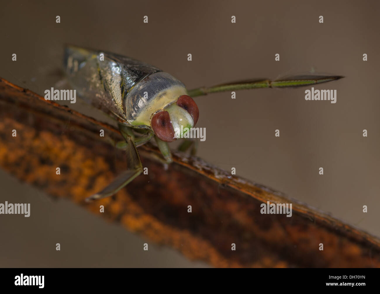 Small backswimmer or greater water boatman Notonecta viridis underwater ...