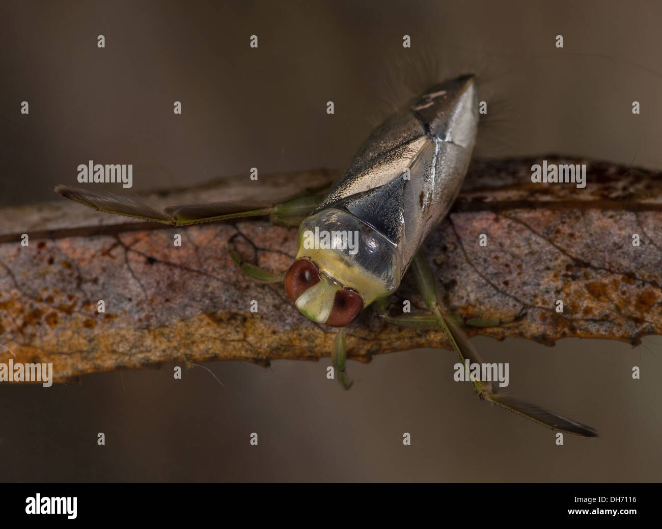 Small backswimmer or greater water boatman Notonecta viridis underwater ...