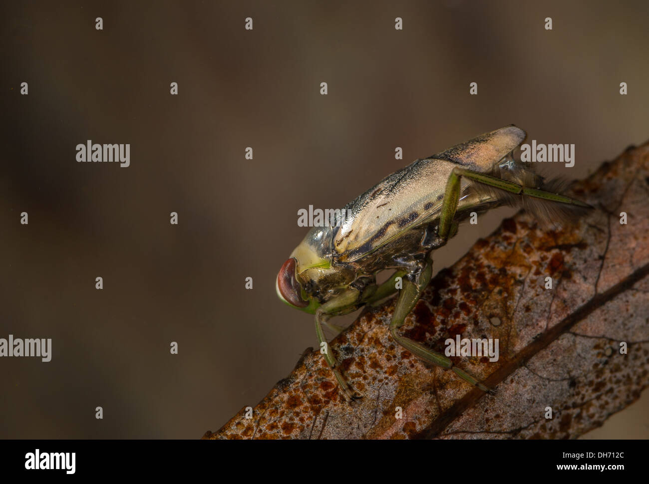 Small backswimmer or greater water boatman Notonecta viridis underwater ...