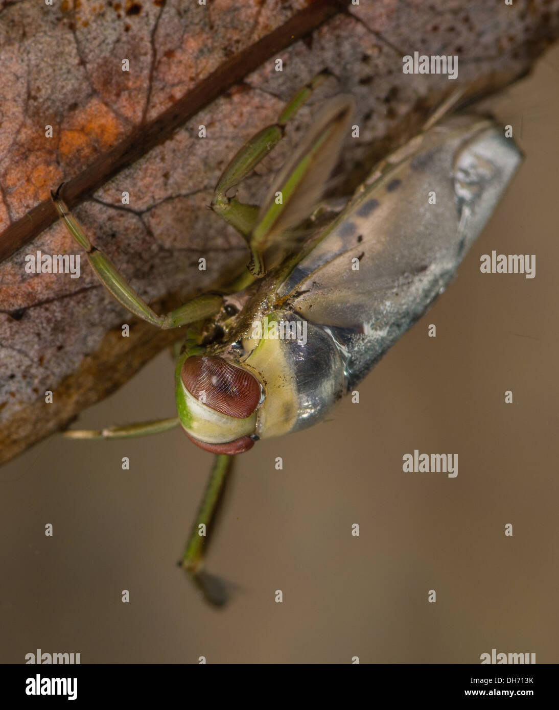 Small backswimmer or greater water boatman Notonecta viridis underwater ...