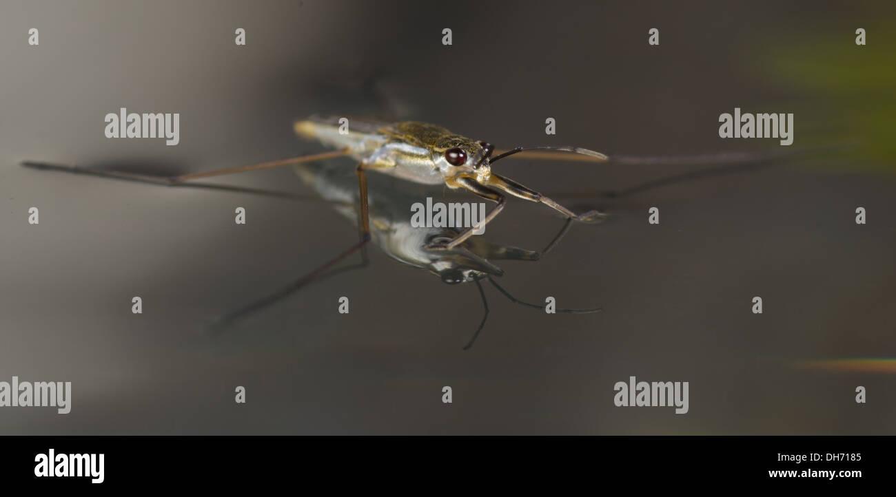 A pond skater or water strider on water. Taken in Photographic aquarium ...