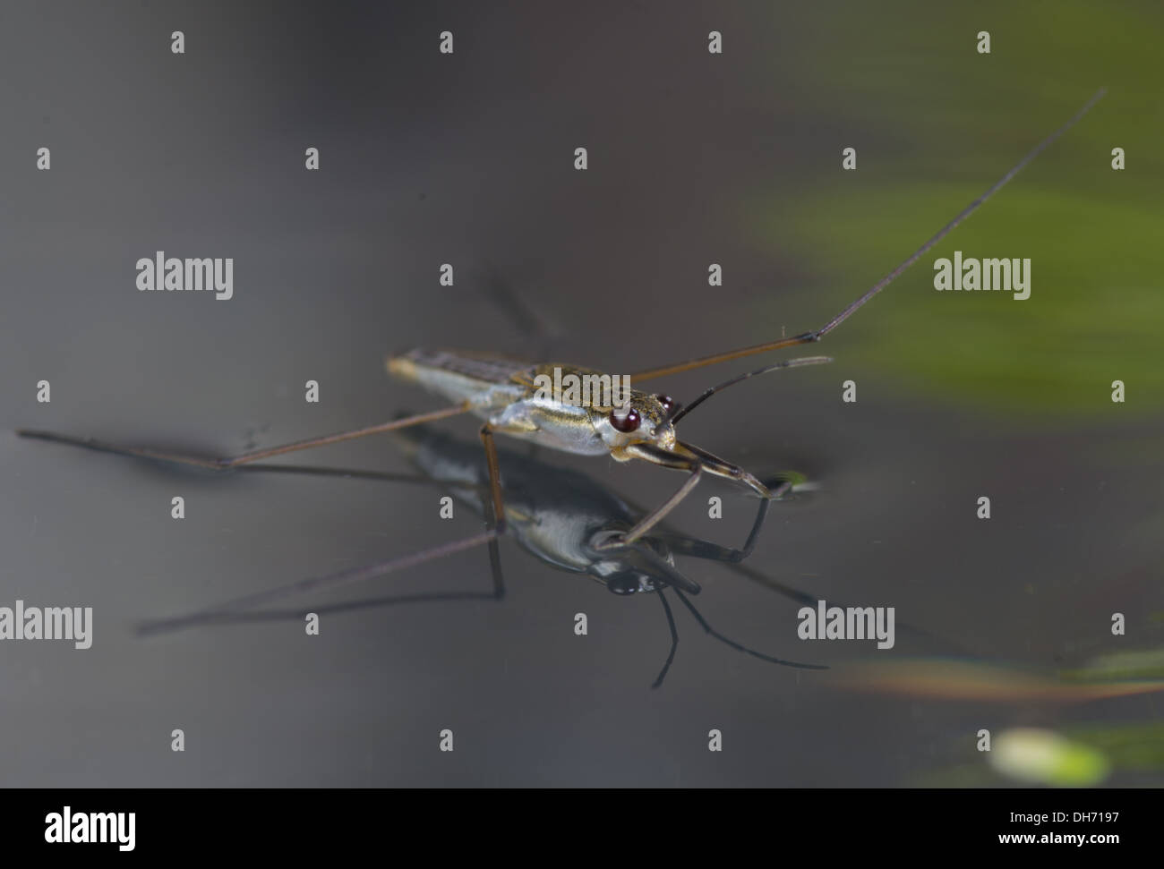 A pond skater or water strider on water. Taken in Photographic aquarium ...