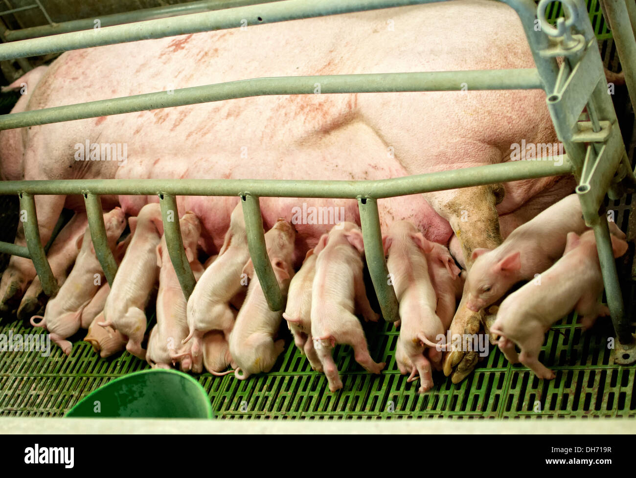 Group of piglets Stock Photo - Alamy