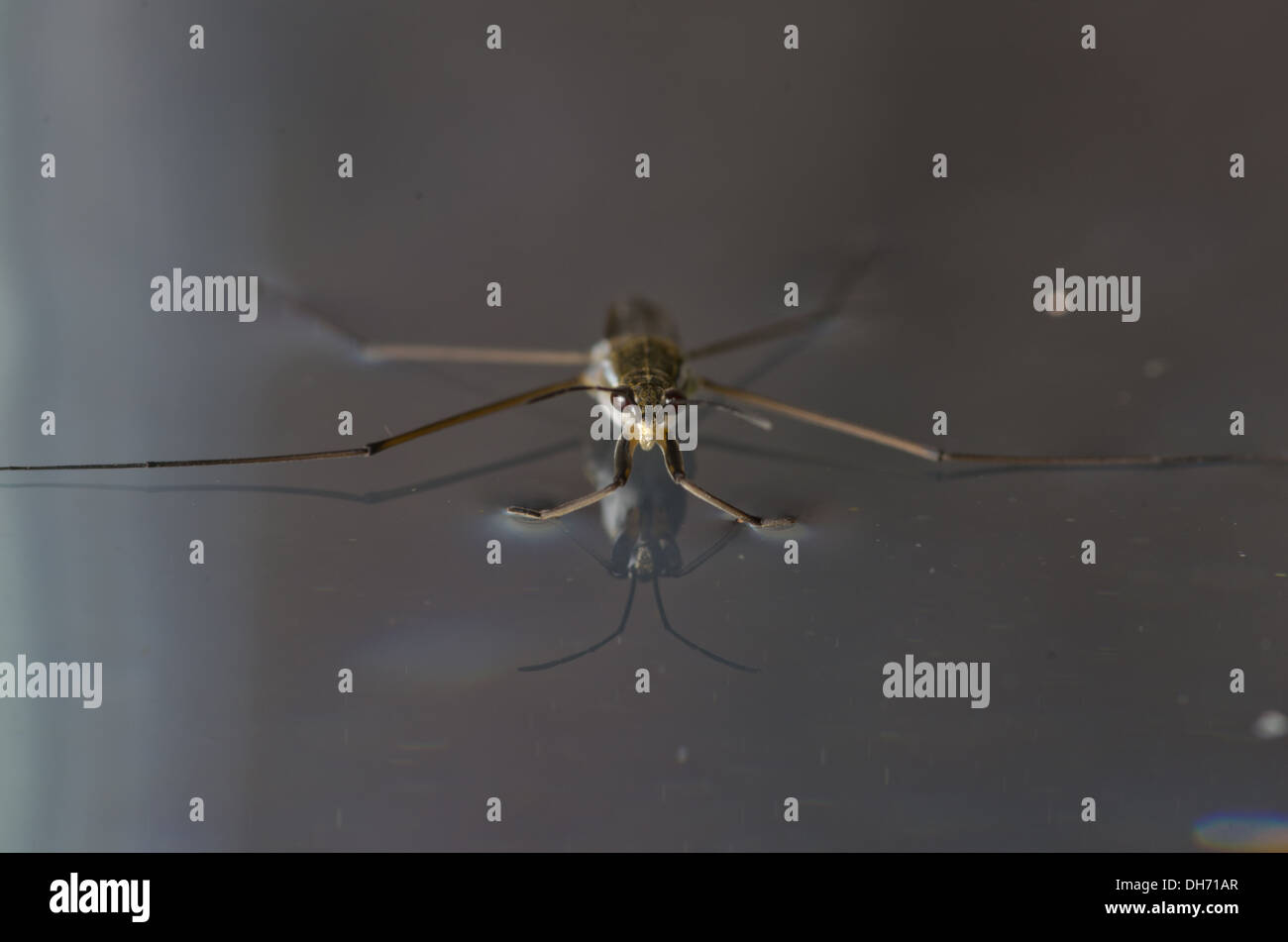 Water strider hi-res stock photography and images - Alamy