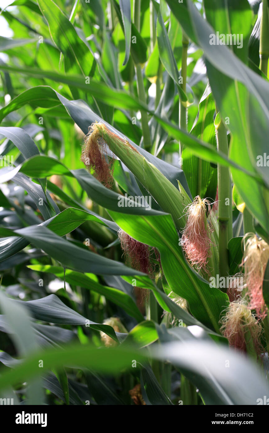 Big corn field hi-res stock photography and images - Alamy