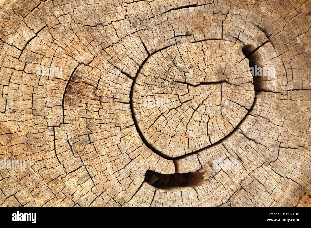 old tree stump texture background Stock Photo - Alamy