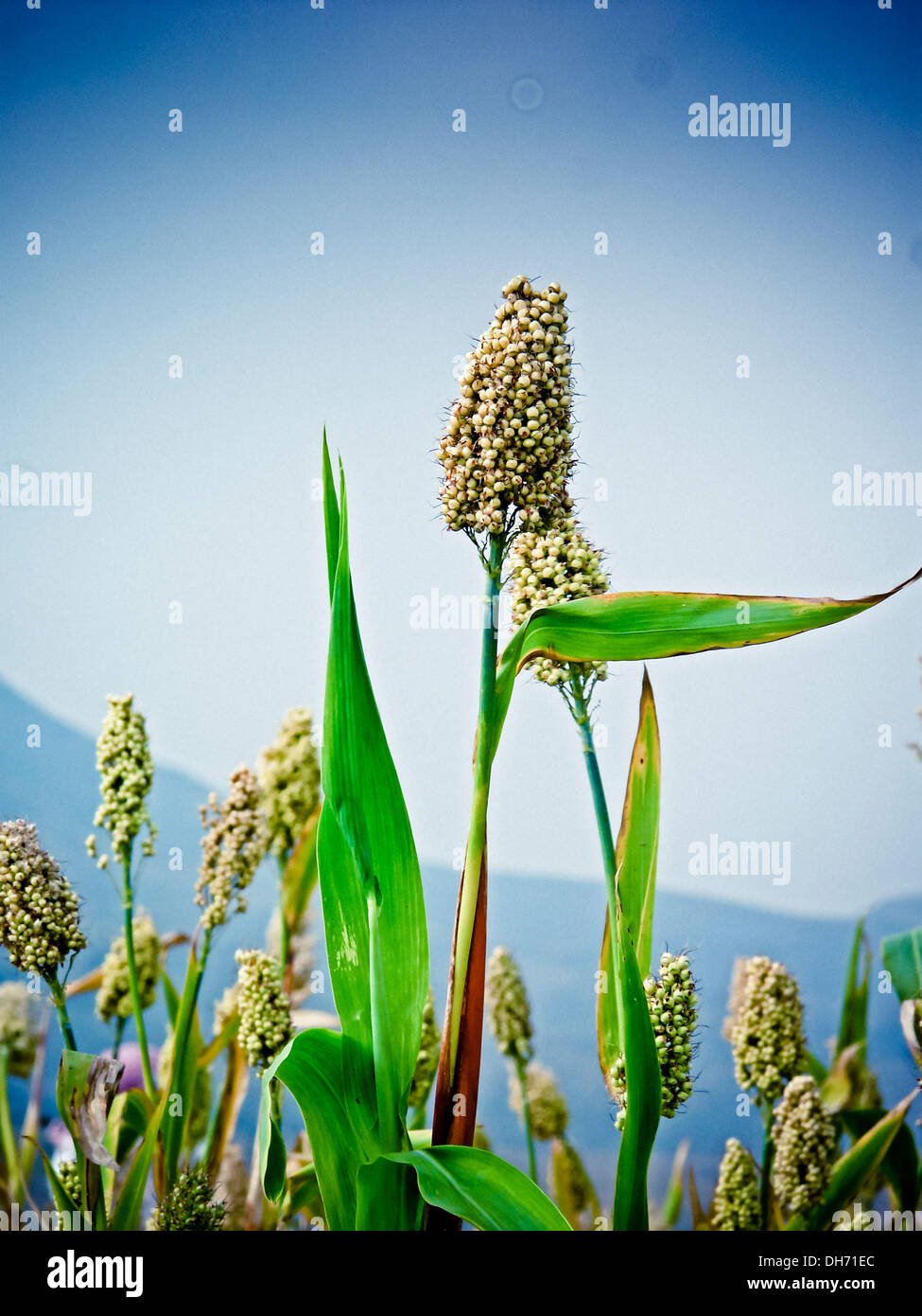 Farm of jawar crop hi-res stock photography and images - Alamy