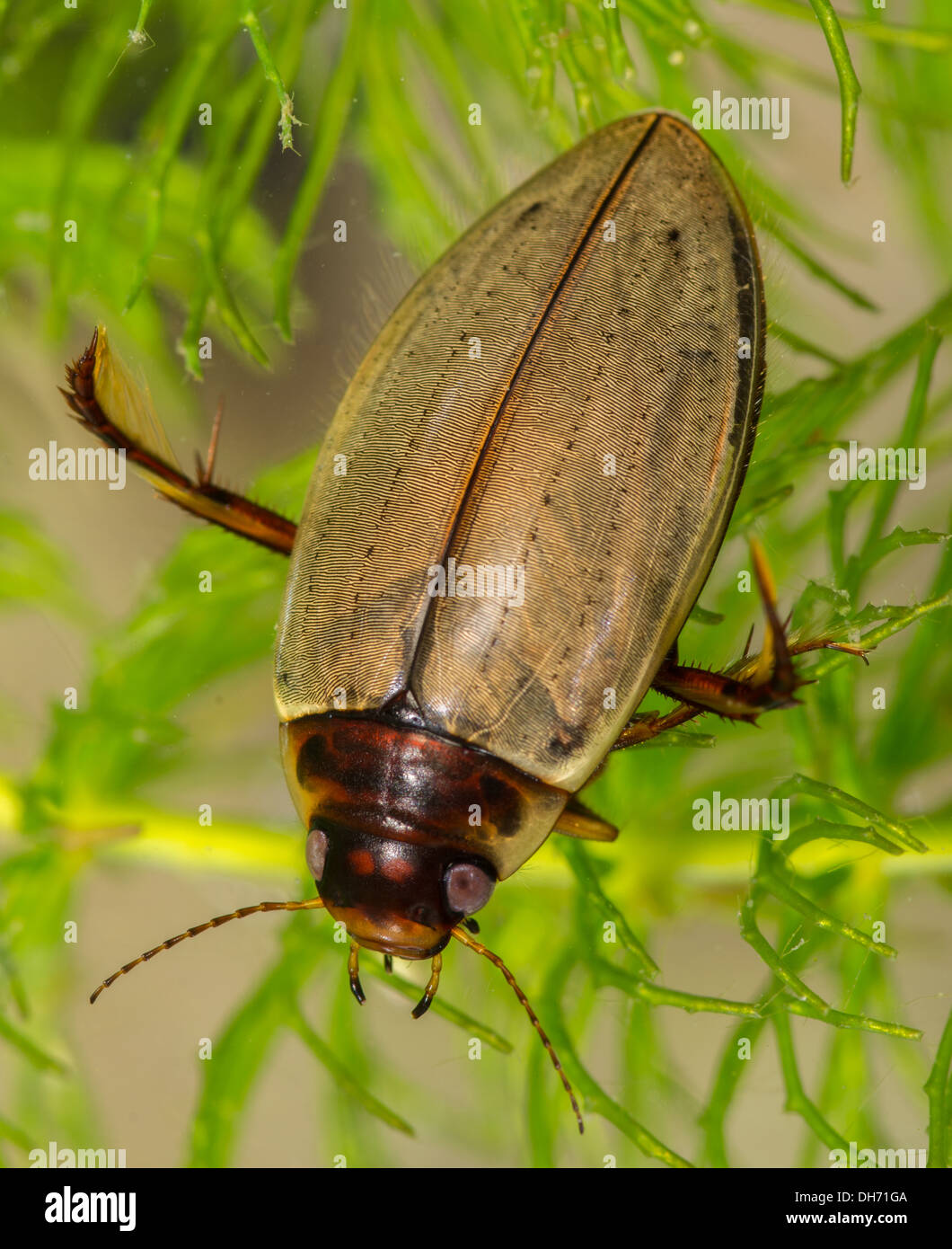 Dytiscus water beetle hi-res stock photography and images - Alamy