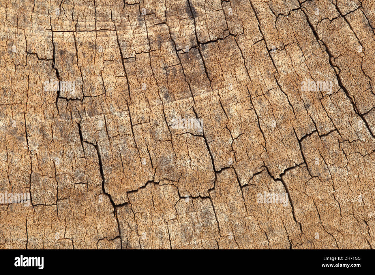 close-up of wood texture background Stock Photo - Alamy