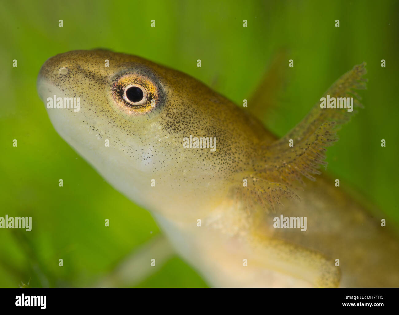 Newt tadpole hi-res stock photography and images - Alamy