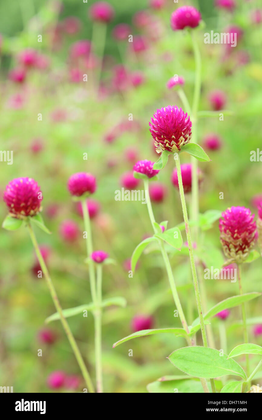 Pink globe amaranth hi-res stock photography and images - Alamy