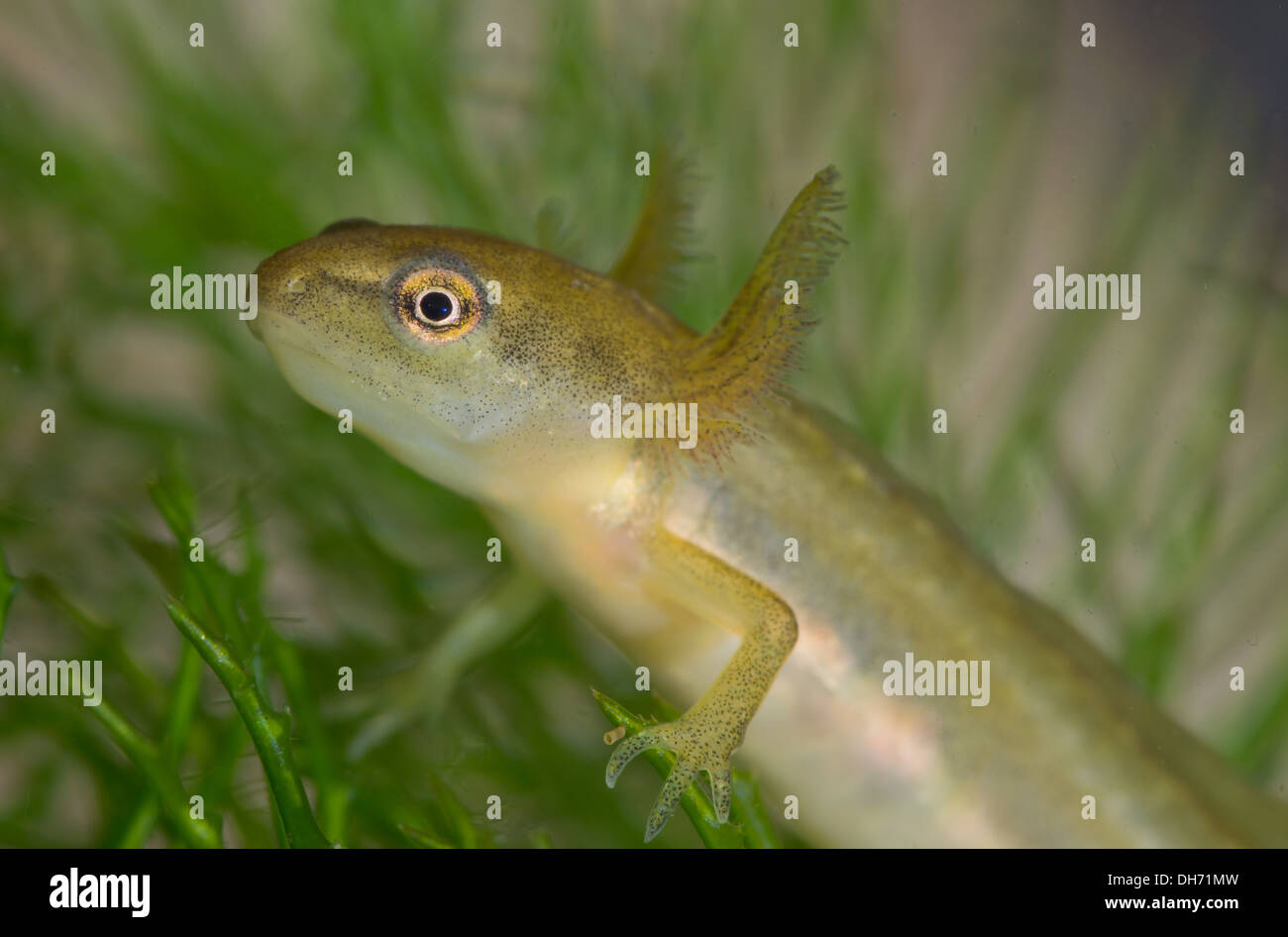 Smooth or Common newt tadpole underwater. Taken in a photographic ...