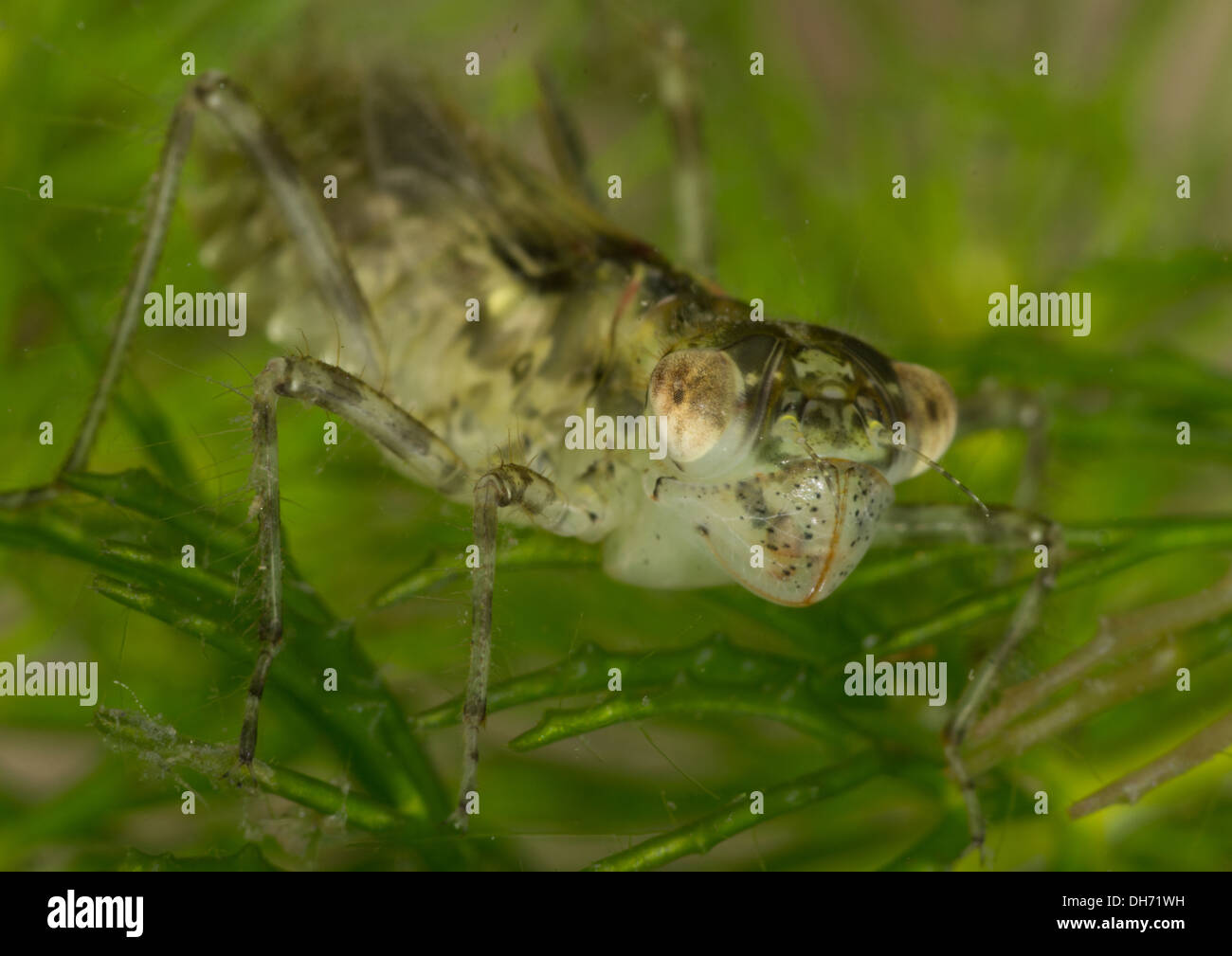 A darter dragonfly nymph. Taken in a photographic aquarium and returned ...