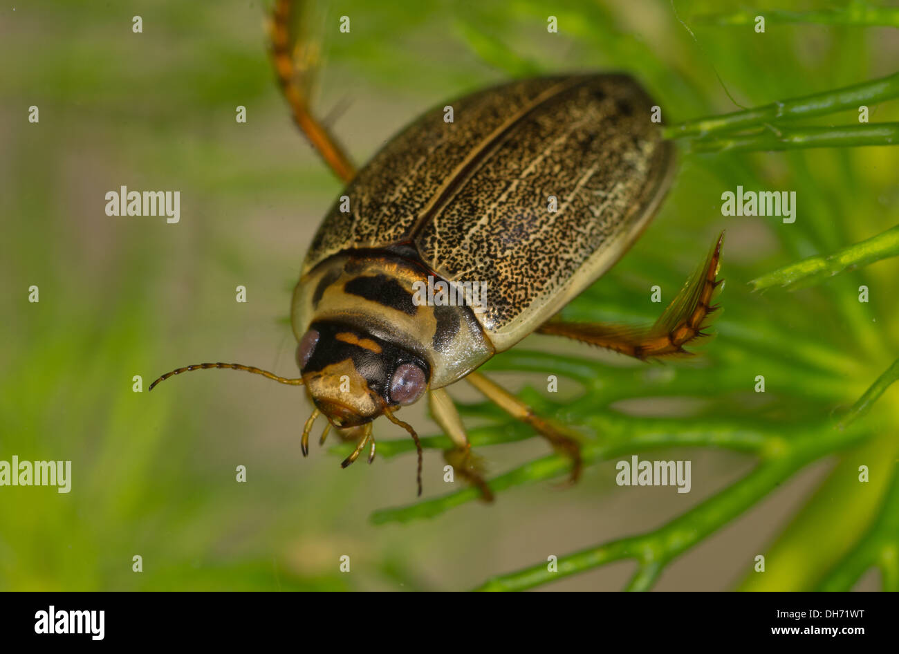 Rhantus frontalis diving beetle underwater. Taken in a photographic ...