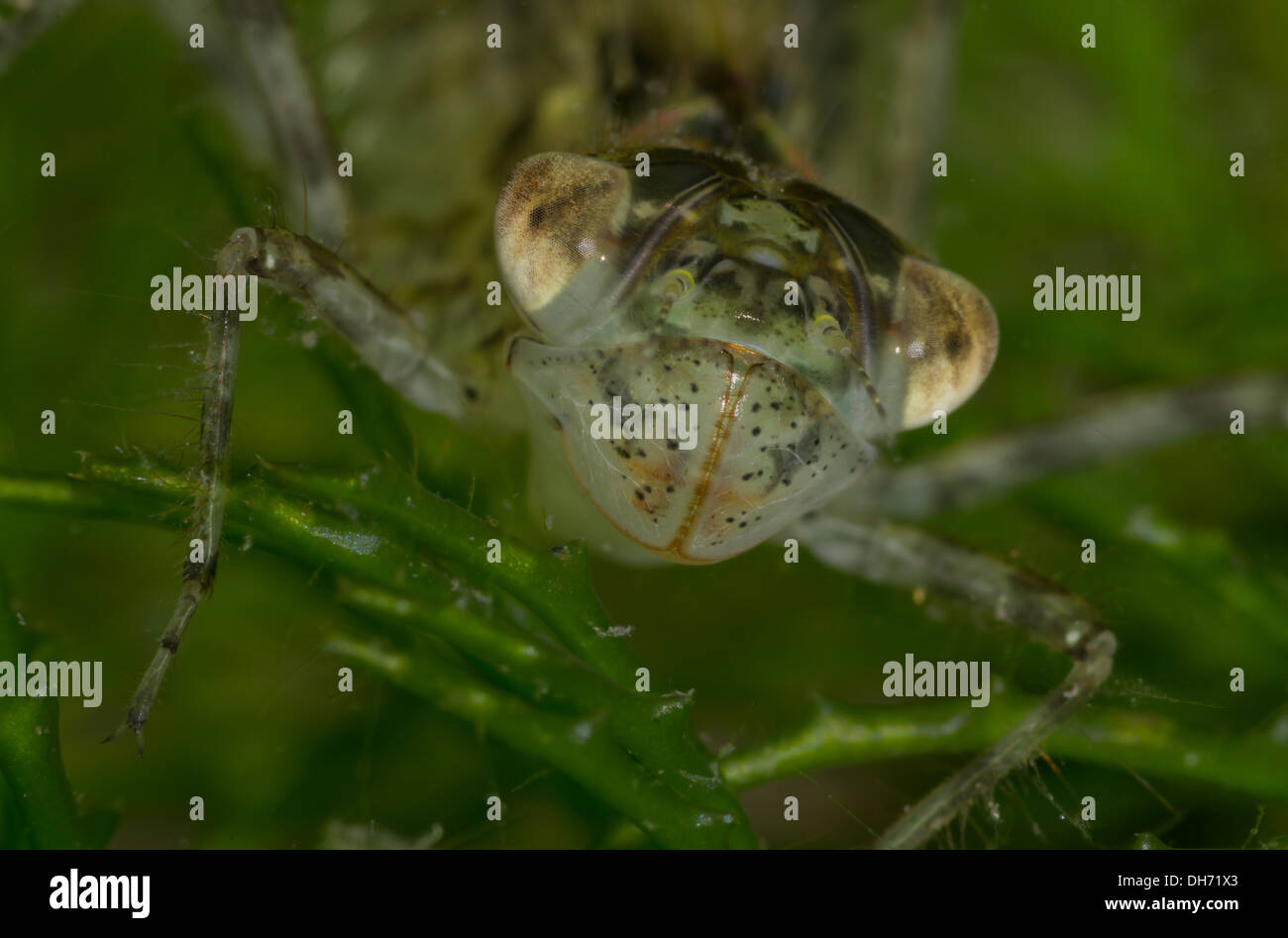 Dragonfly larva underwater hi-res stock photography and images - Alamy
